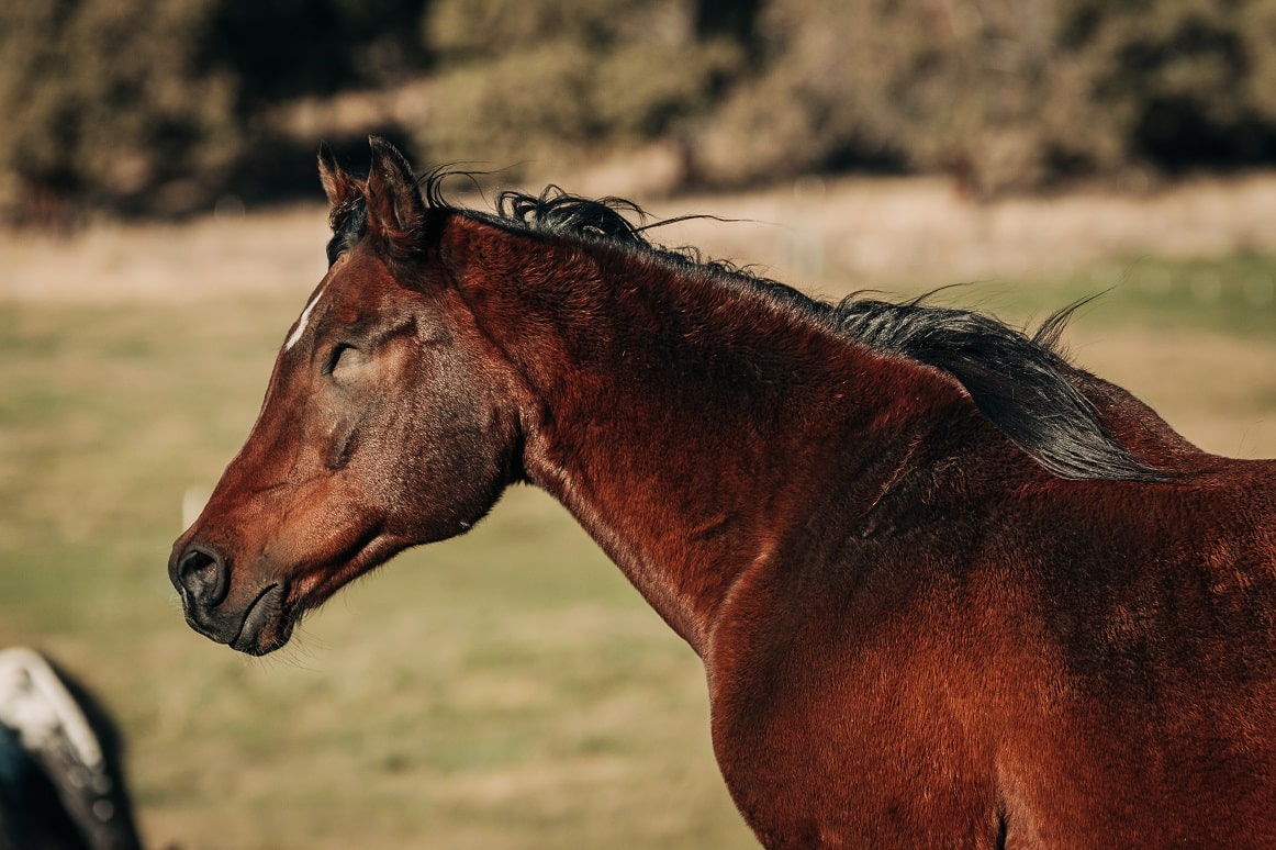 Hero - Crystal Peaks Youth Ranch