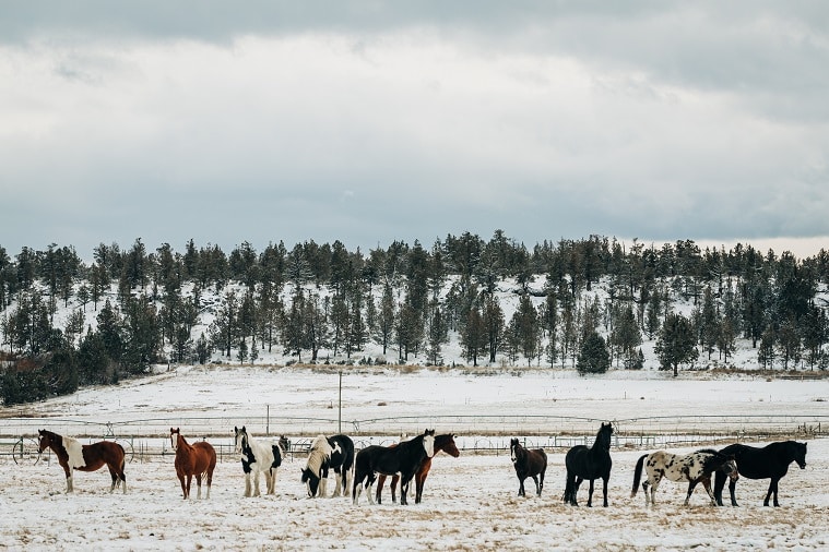 Forrest - Crystal Peaks Youth Ranch