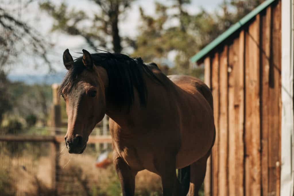 Home - Crystal Peaks Youth Ranch