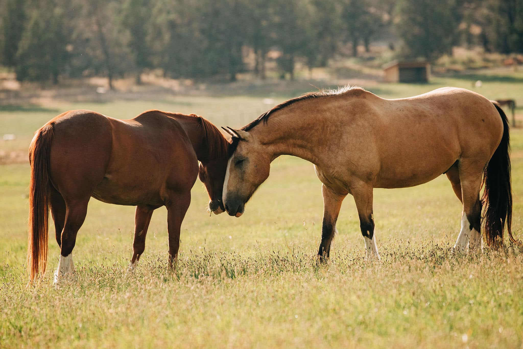 Home - Crystal Peaks Youth Ranch