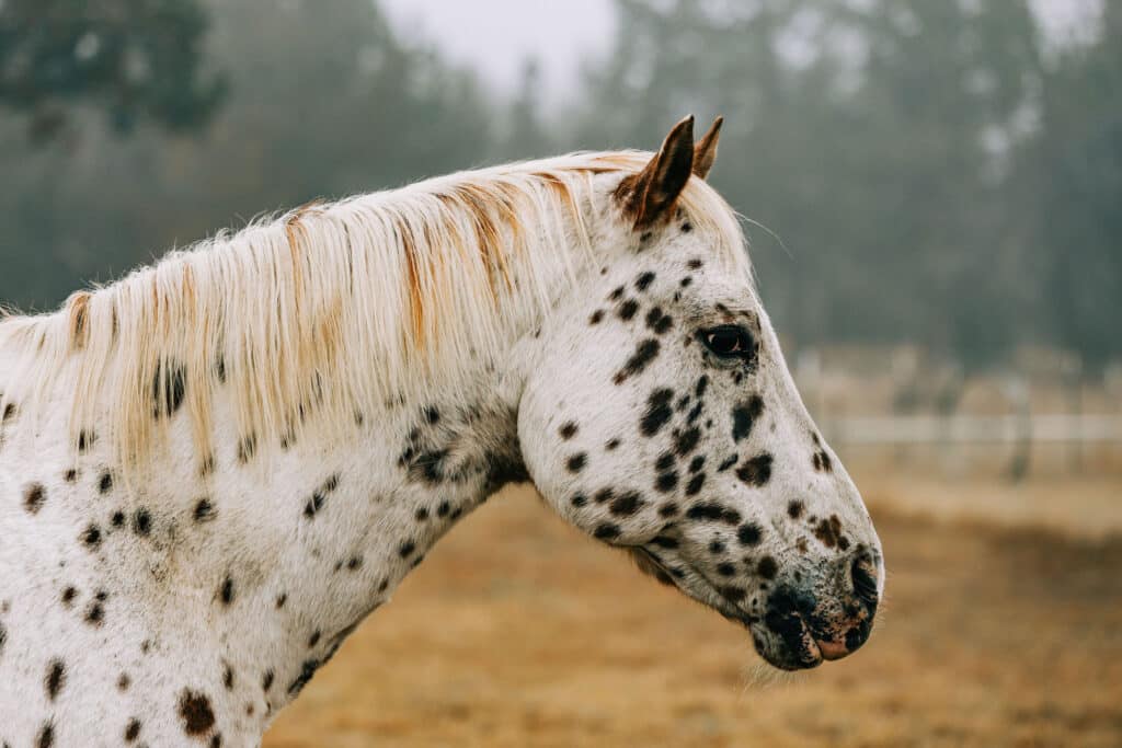 Home - Crystal Peaks Youth Ranch