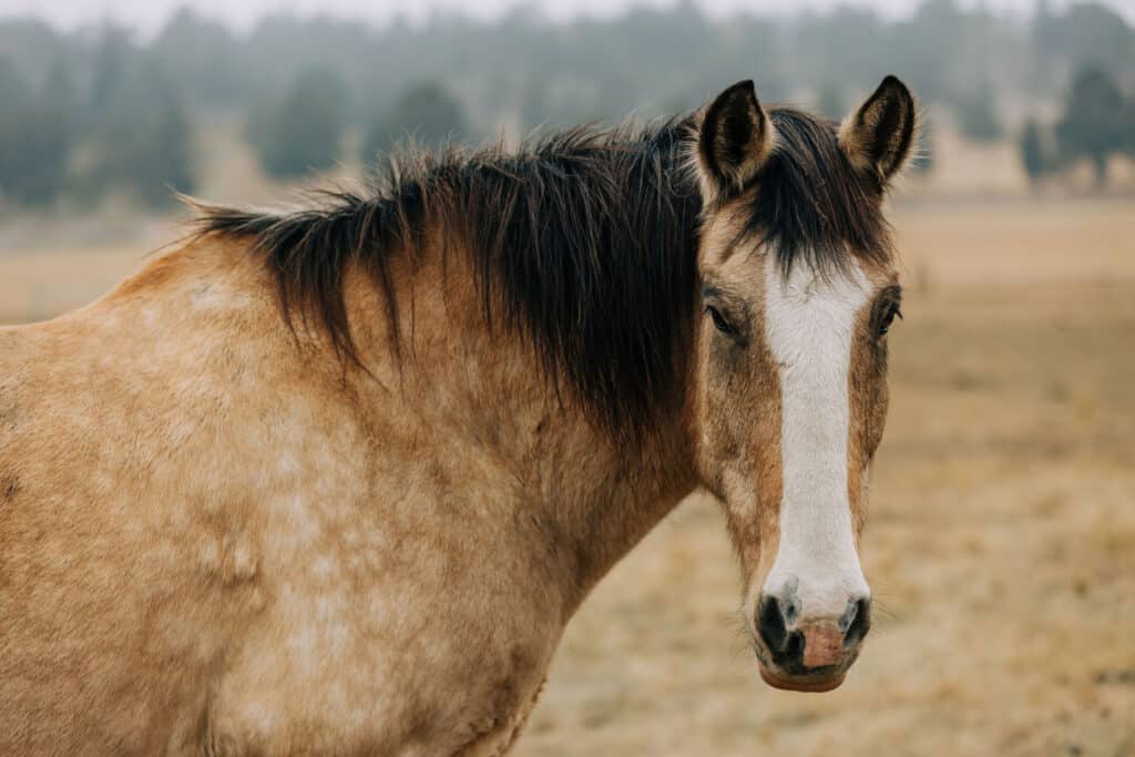 Home - Crystal Peaks Youth Ranch