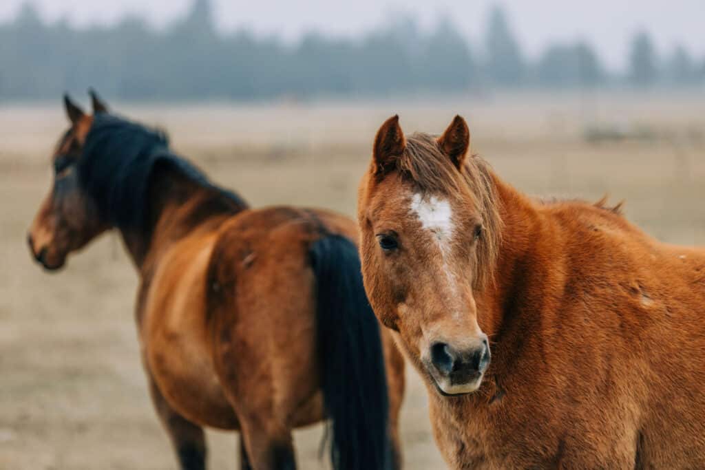 Home - Crystal Peaks Youth Ranch