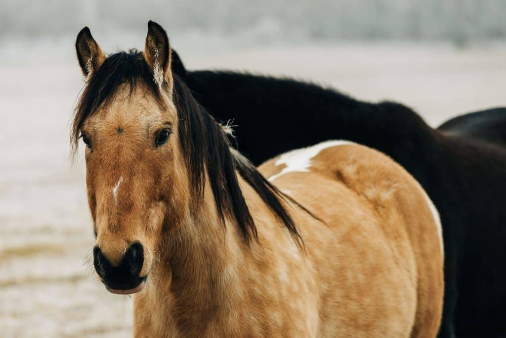 Home - Crystal Peaks Youth Ranch