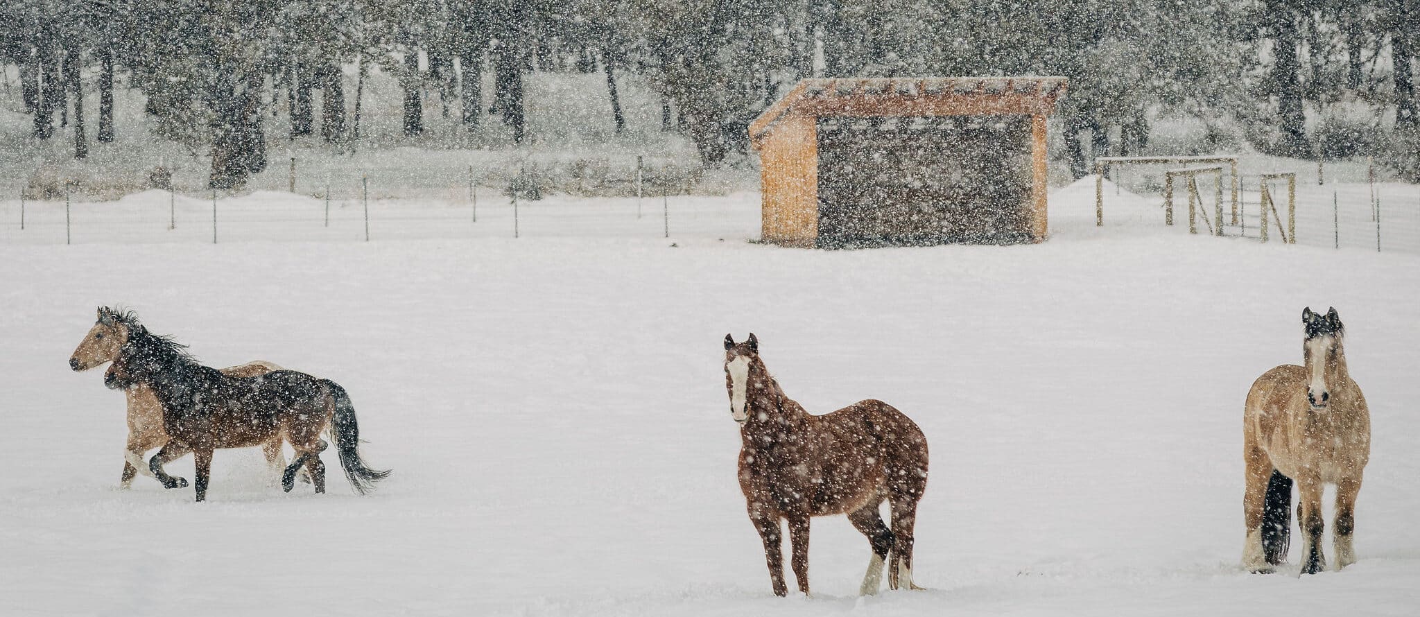 Home - Crystal Peaks Youth Ranch